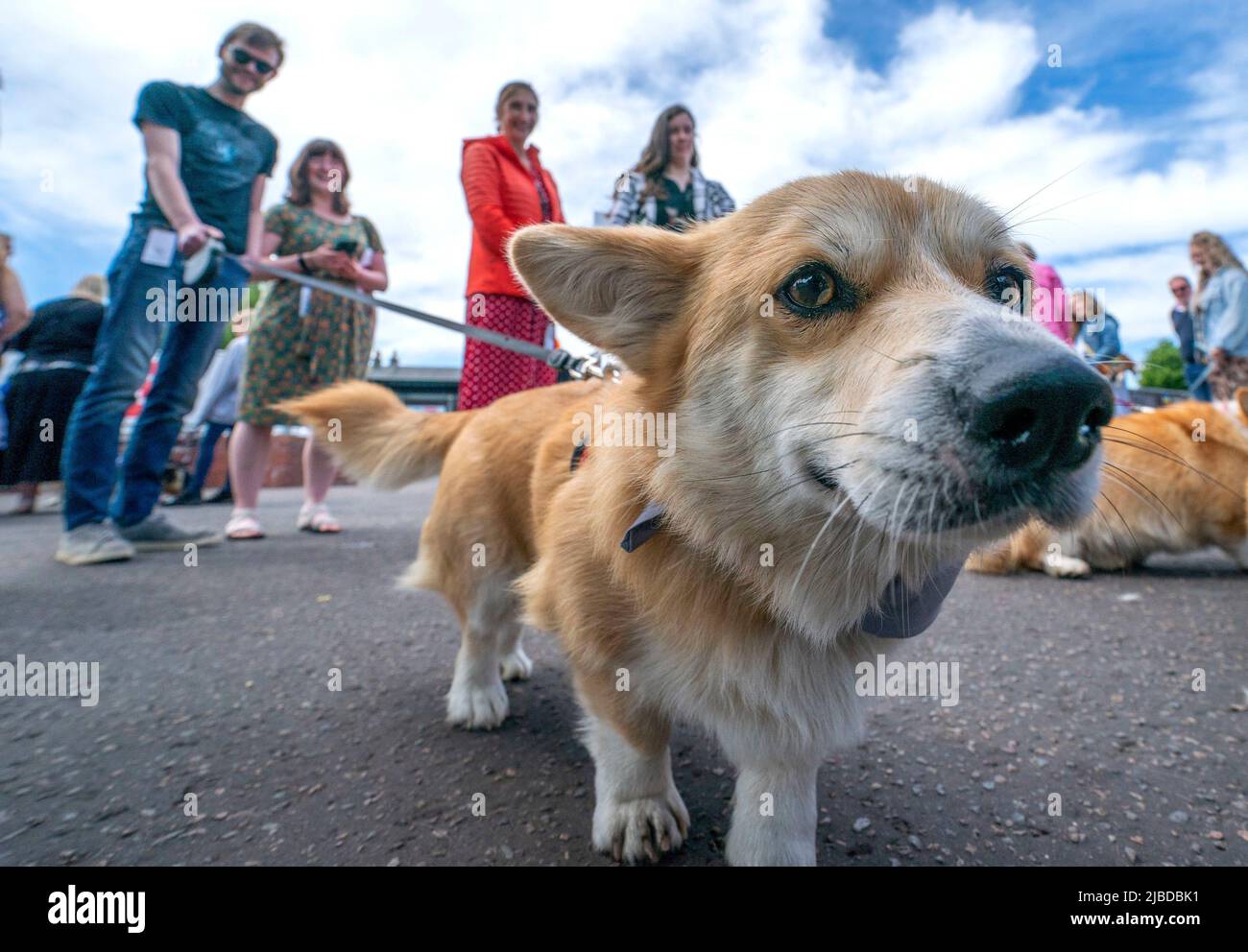 Crumble before the start of the first ever Corgi Derby to mark 70 years ...