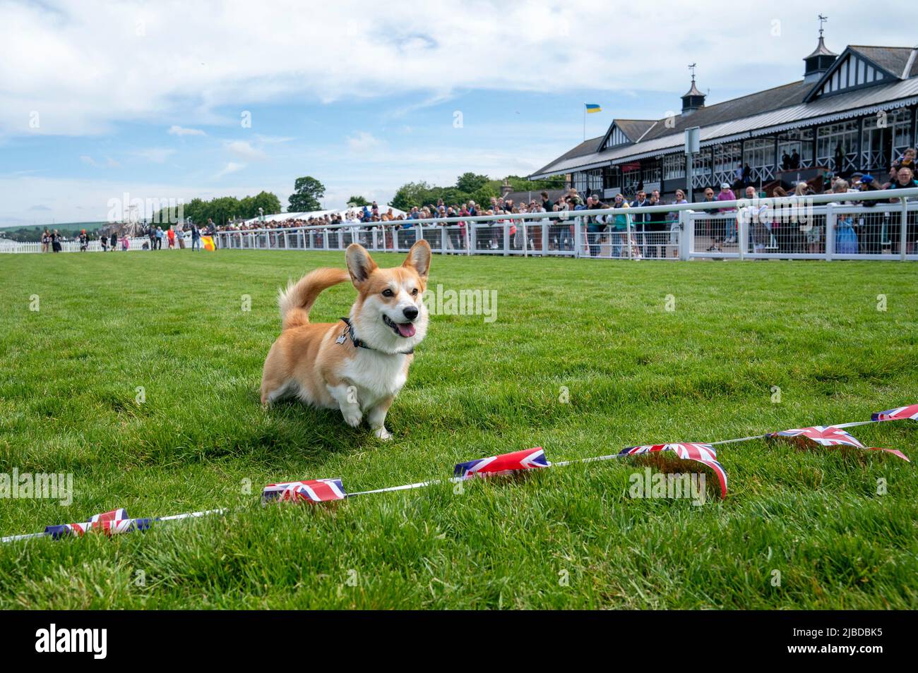 Rocky heads towards the finish line in the first ever Corgi Derby to ...