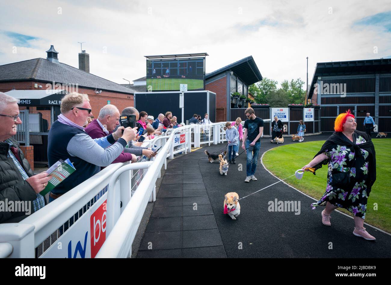 Corgi parade hi-res stock photography and images - Alamy