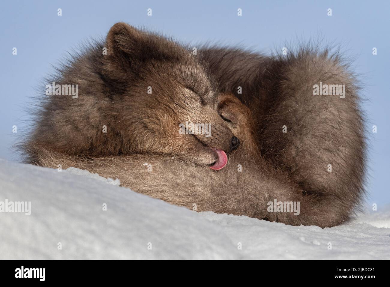 Arctic Fox enjoying the snow in Hornstrandir Nature Reserve, Iceland Stock Photo - Alamy