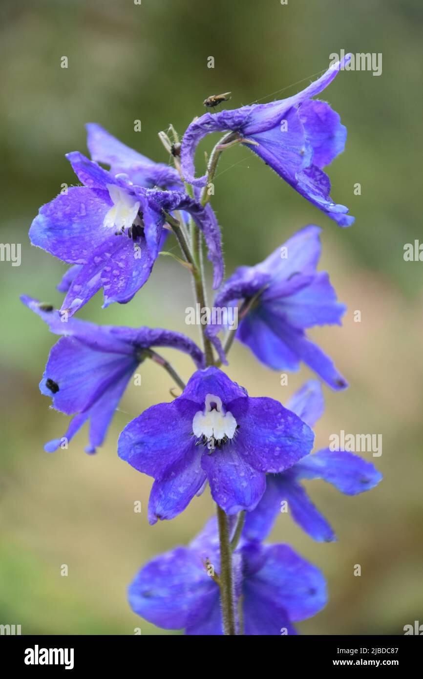 Delphinium King Arthur Stock Photo - Alamy