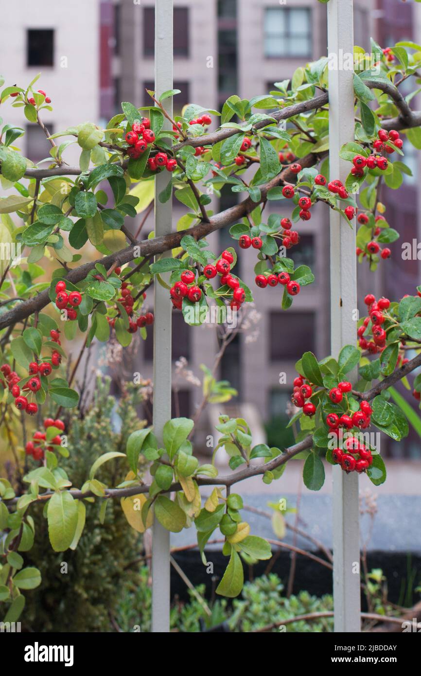 Firethorn plant with its red fruits. Spain Stock Photo - Alamy