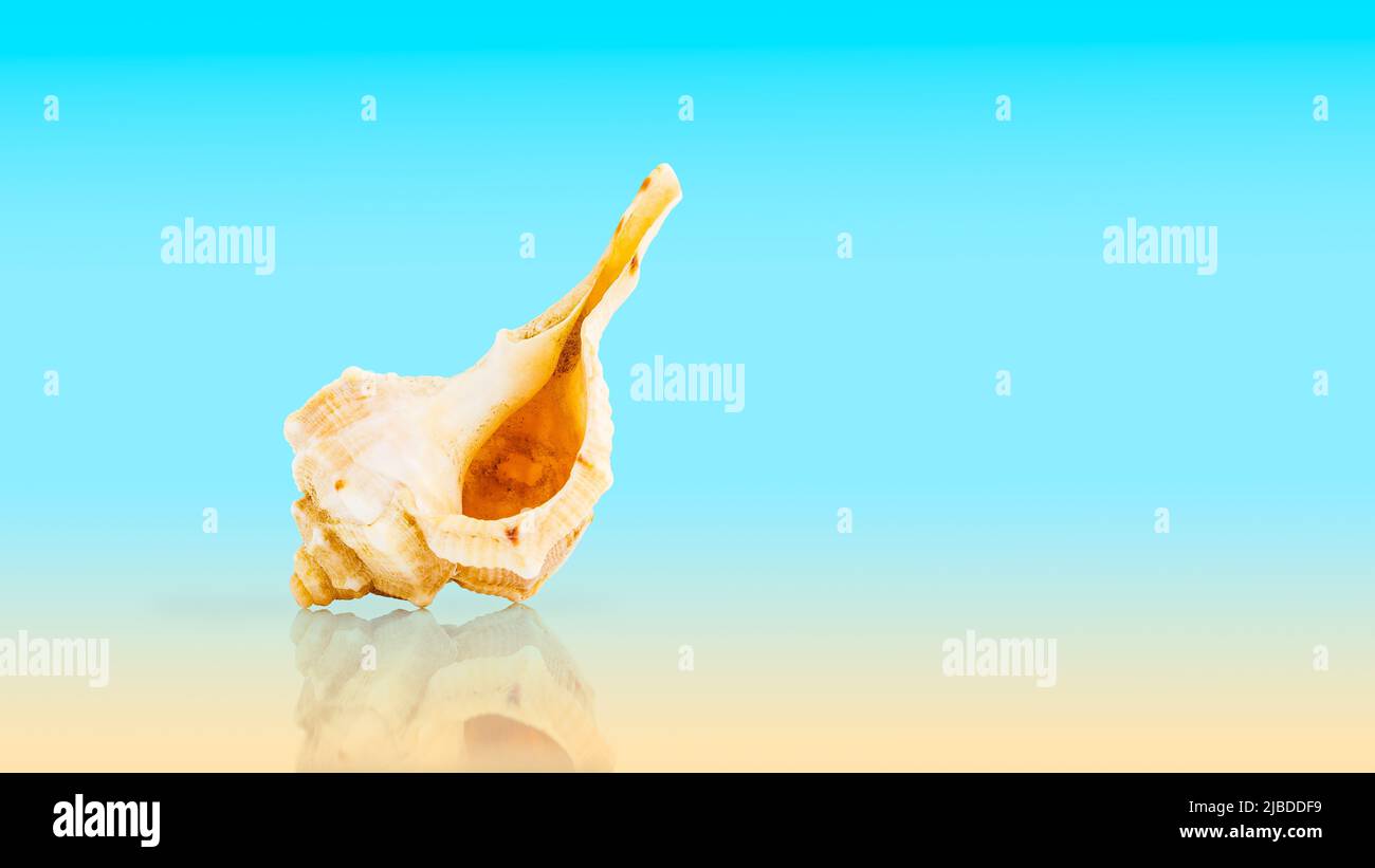 Florida Horse Conch Sea shell on blue and yellow gradient background ...