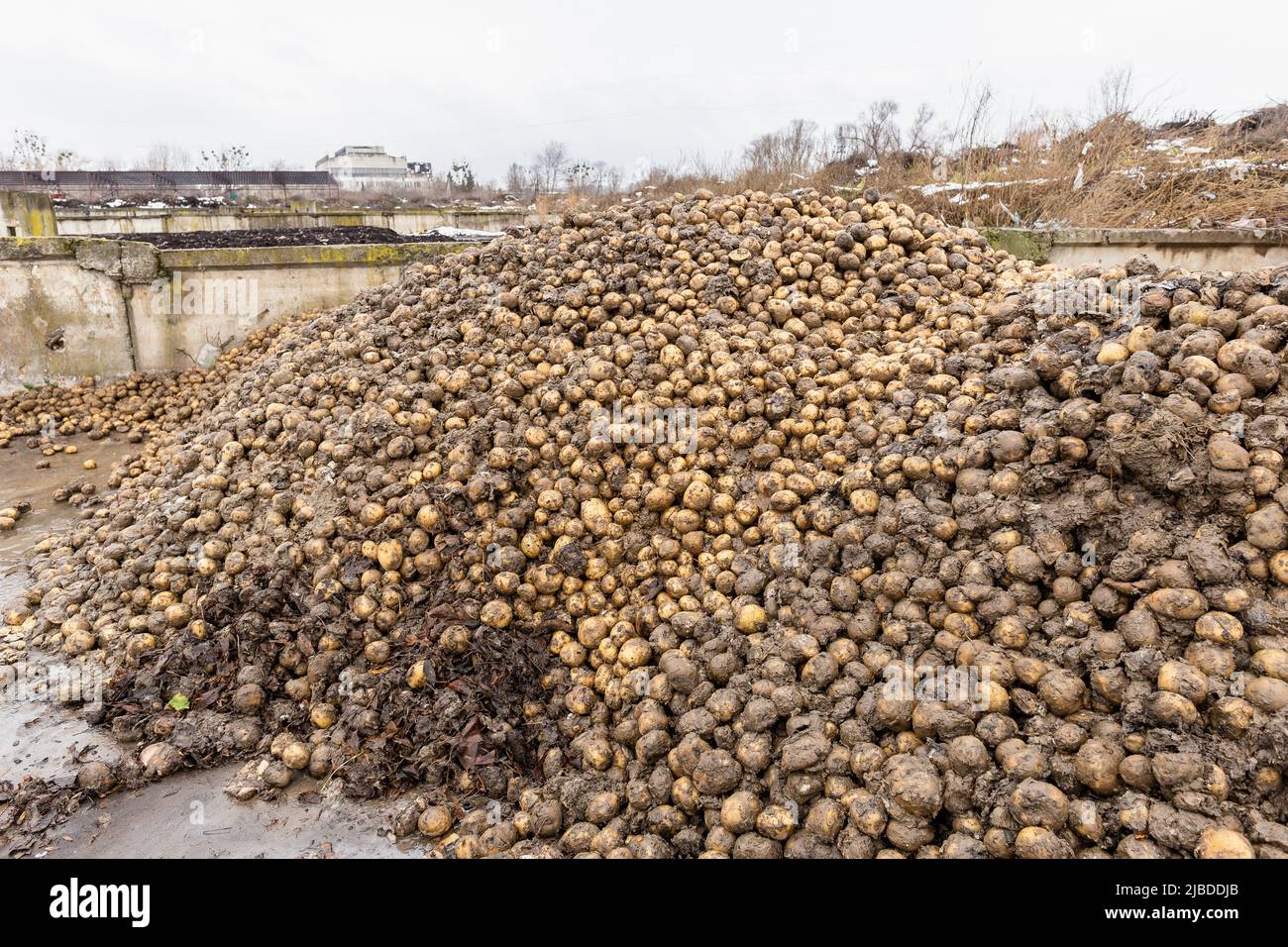 Large heap of spoiled potatoes waste at compost sorting and recycling ...