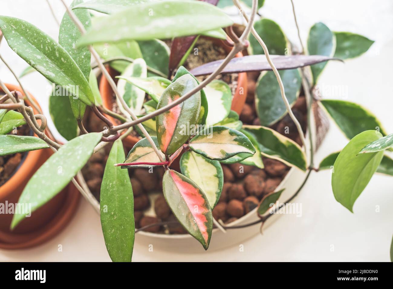 Group of different Hoya plant species in one pot on the windowsill. Sun ...