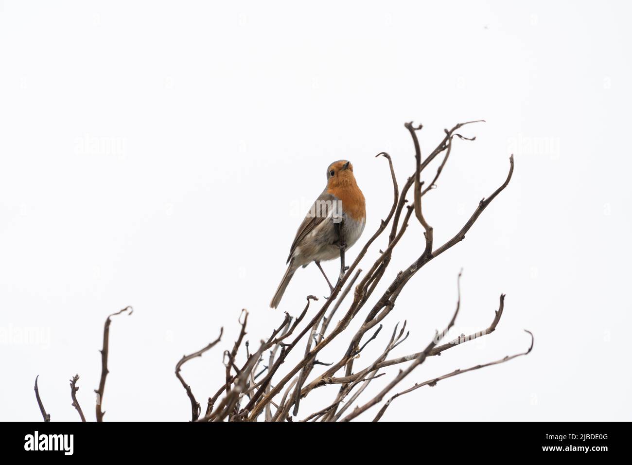 single robin in top tree branch white back ground Stock Photo - Alamy