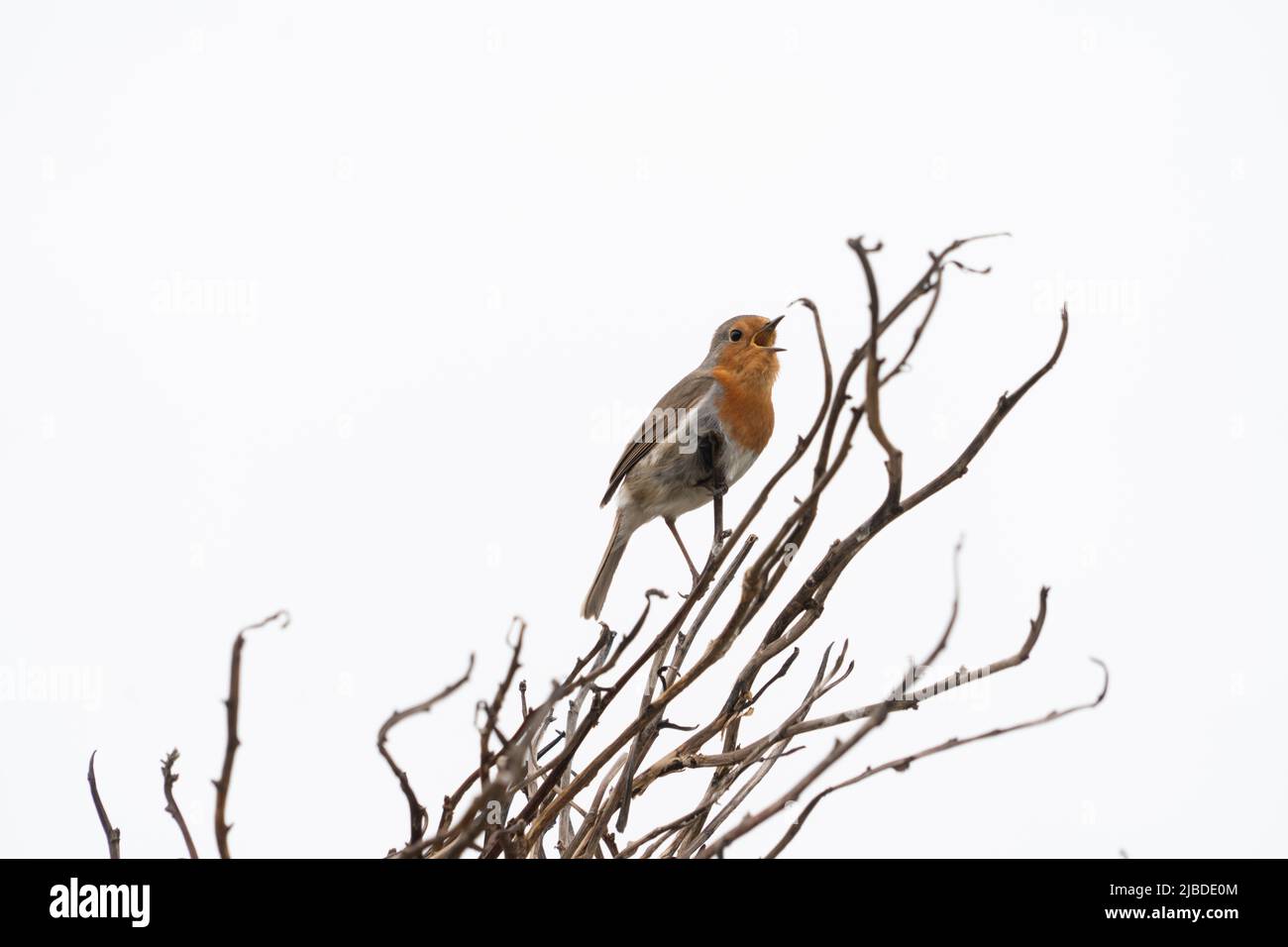 single robin in top tree branch white back ground Stock Photo - Alamy