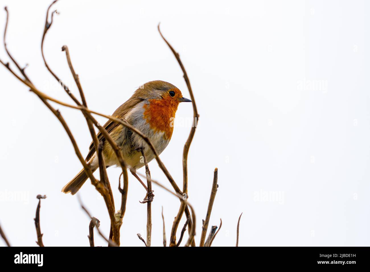 Robin through Branches white sky red feathers Stock Photo - Alamy