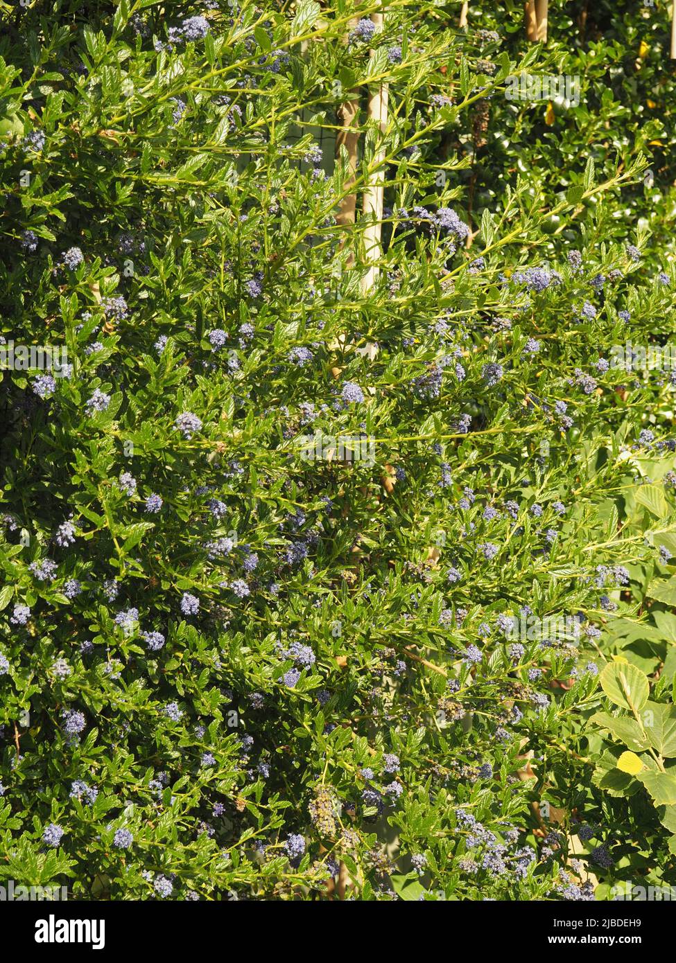 California lilac hi-res stock photography and images - Alamy