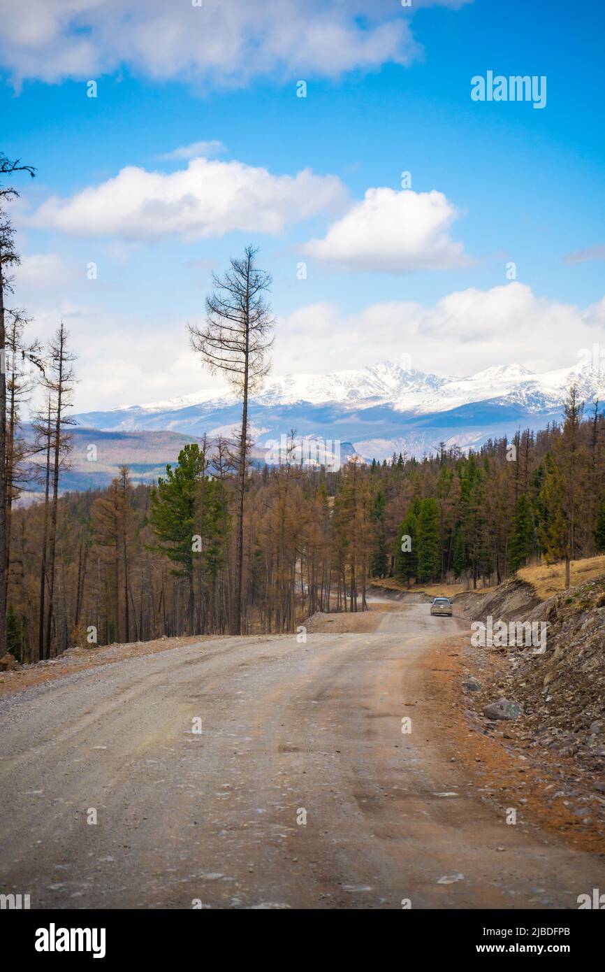 Altai coniferous trees hi-res stock photography and images - Alamy
