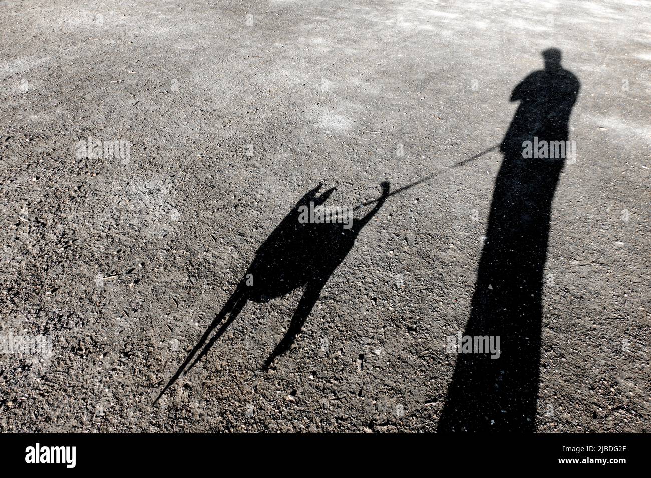 Dog shadow hi-res stock photography and images - Alamy