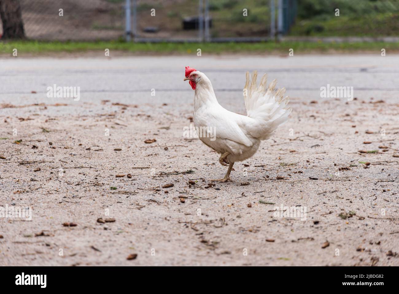 Ground level perspective with focus on a single white chicken with ...