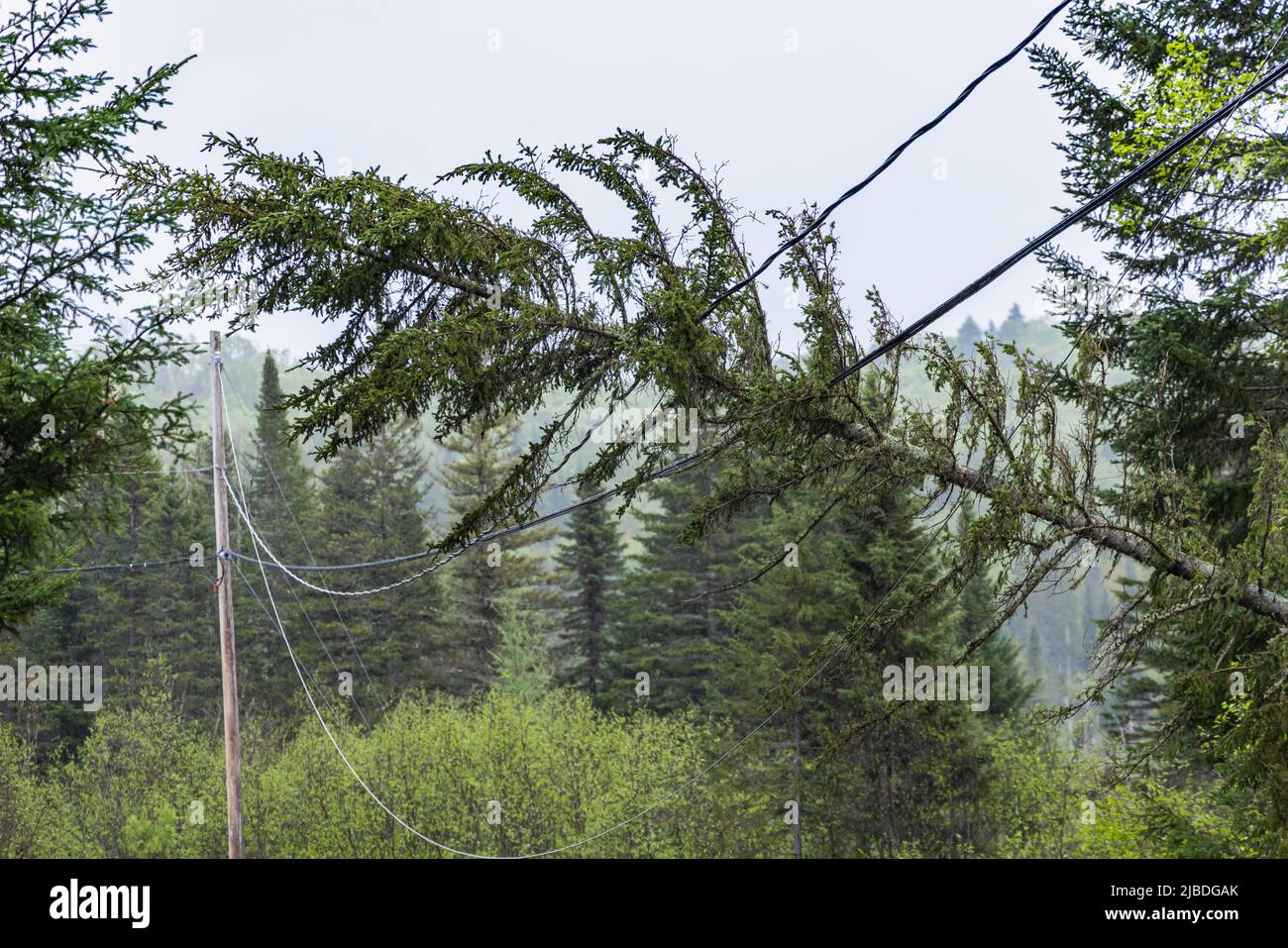 A Fallen Pine Tree Is Seen Caught In Overhead Electricity Supply Lines
