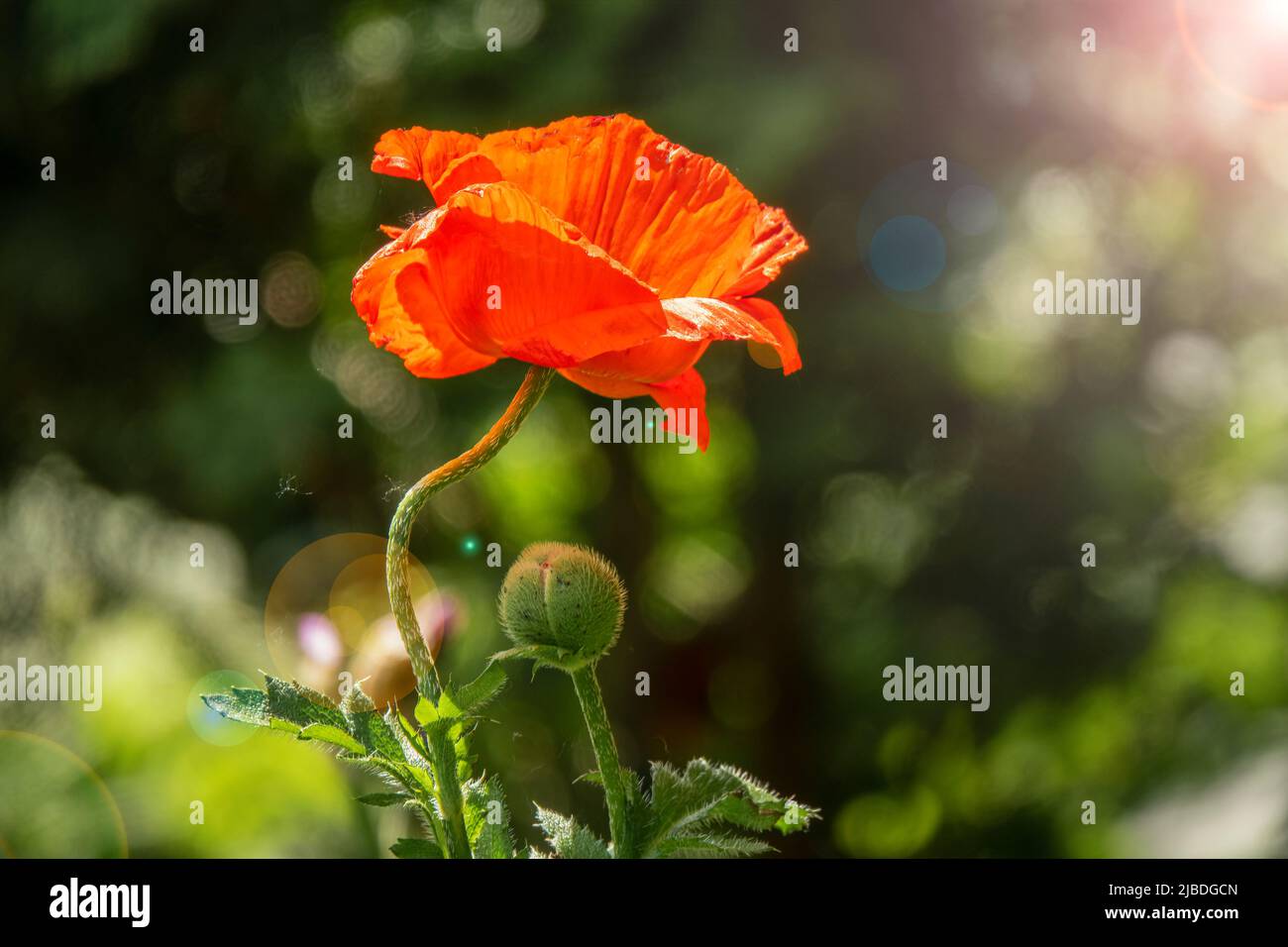 Red poppy flower and poppy bud leaning to each other on the sunset ...