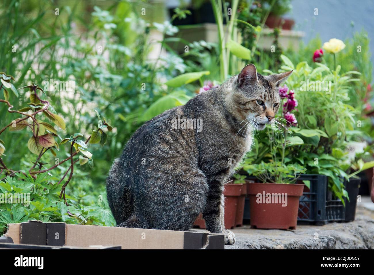 Grumpy domestic cat in the garden. Funny cat on the fence with garden ...