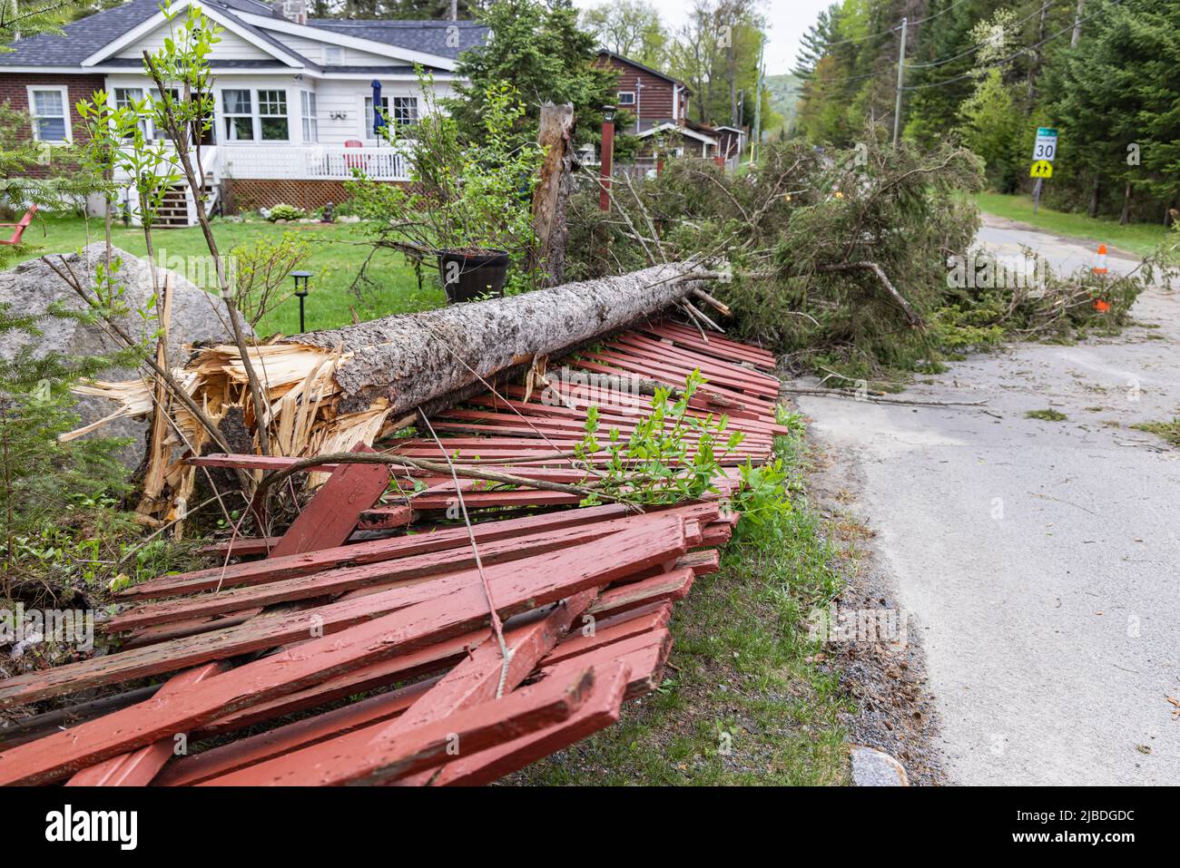 A fallen pine tree is seen severed near the base, damaging local ...