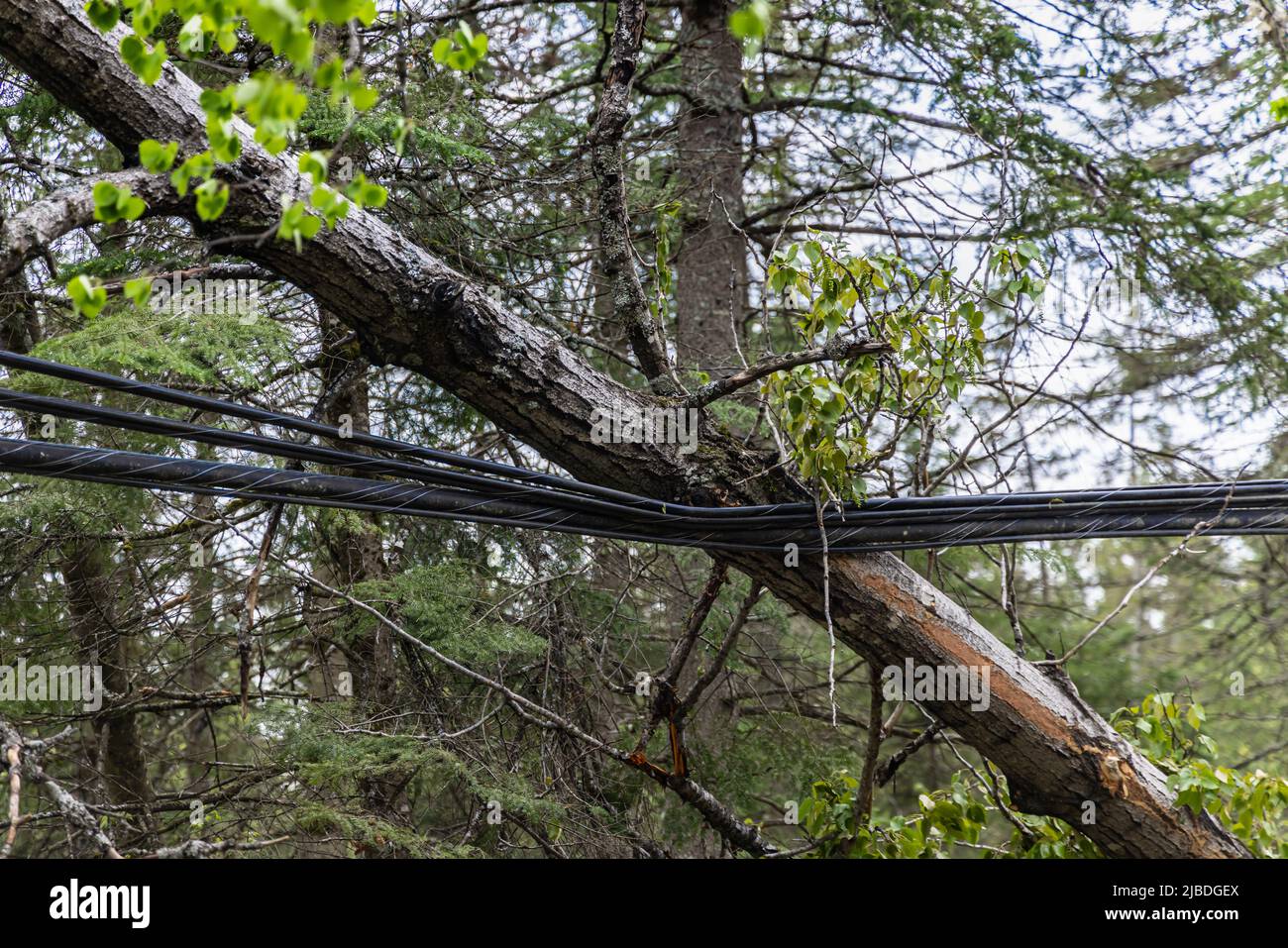 Closeup view of an uprooted tree trunk blown onto overhead electricity ...