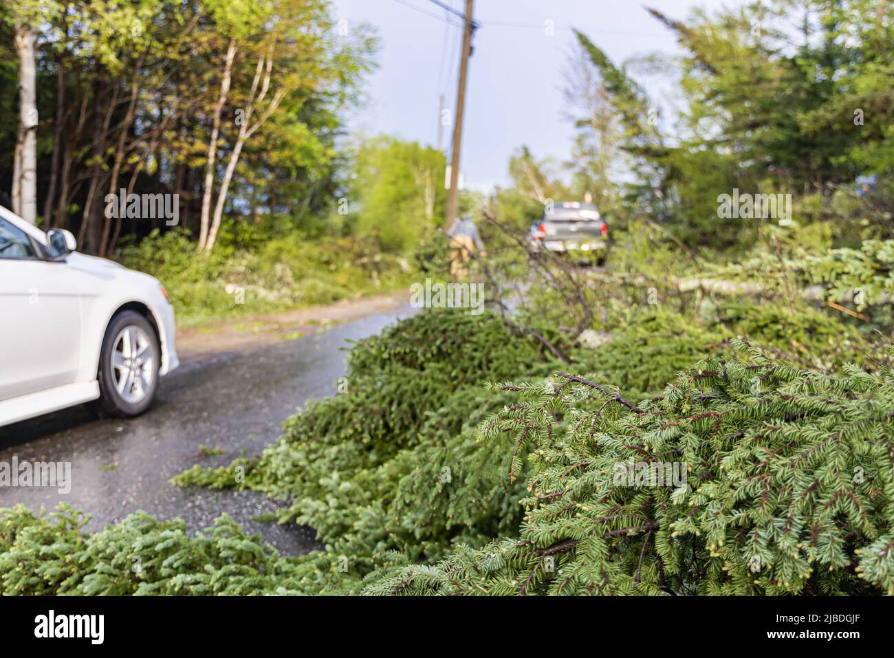 Selective focus view of a fallen pine tree obstructing traffic on a ...