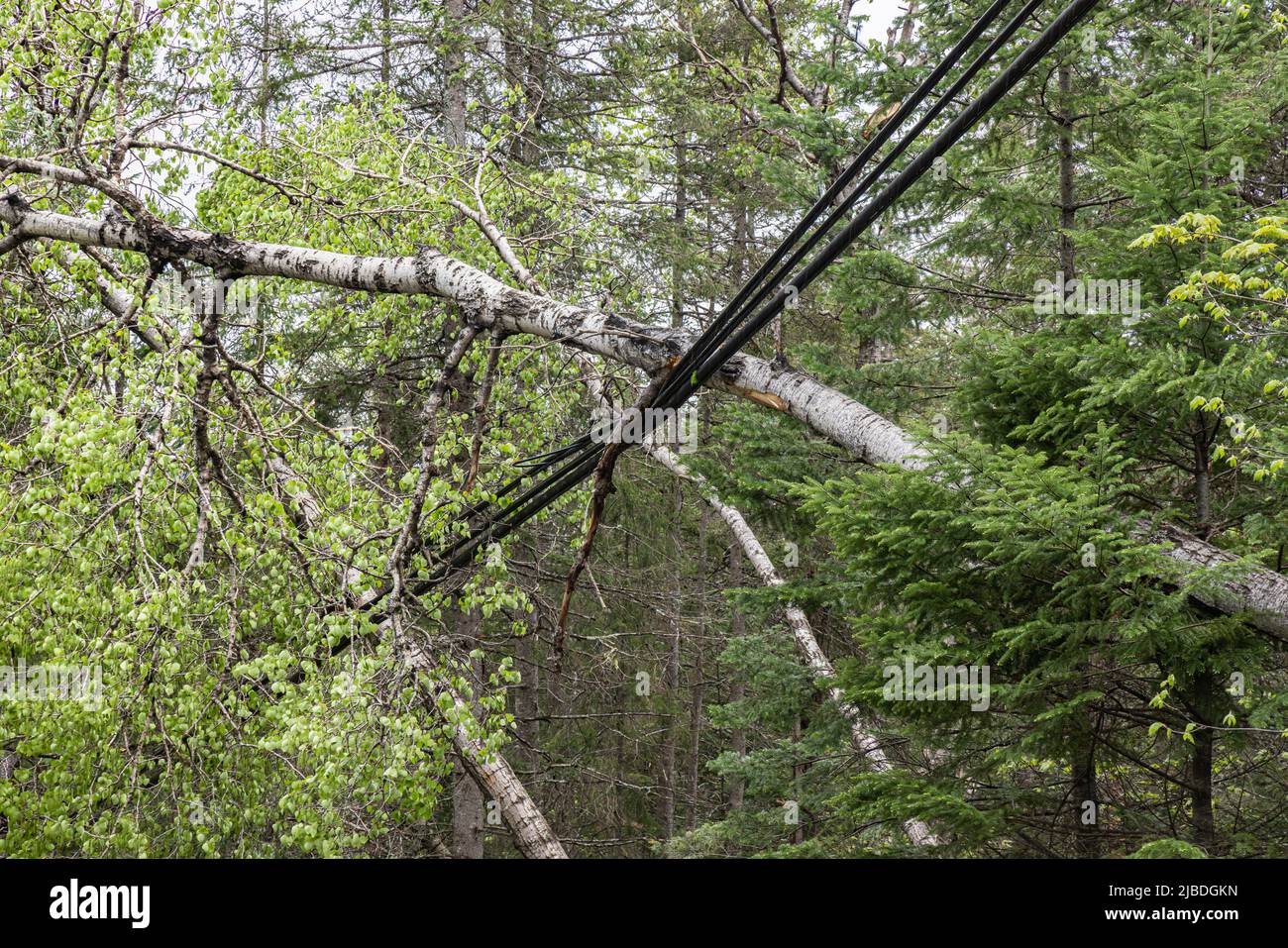 Mother nature causes major disruption and power outages in rural ...