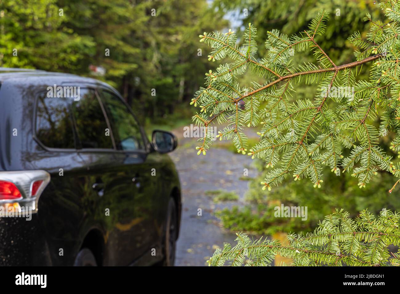 Selective focus view of severed pine tree branches, hanging over a ...