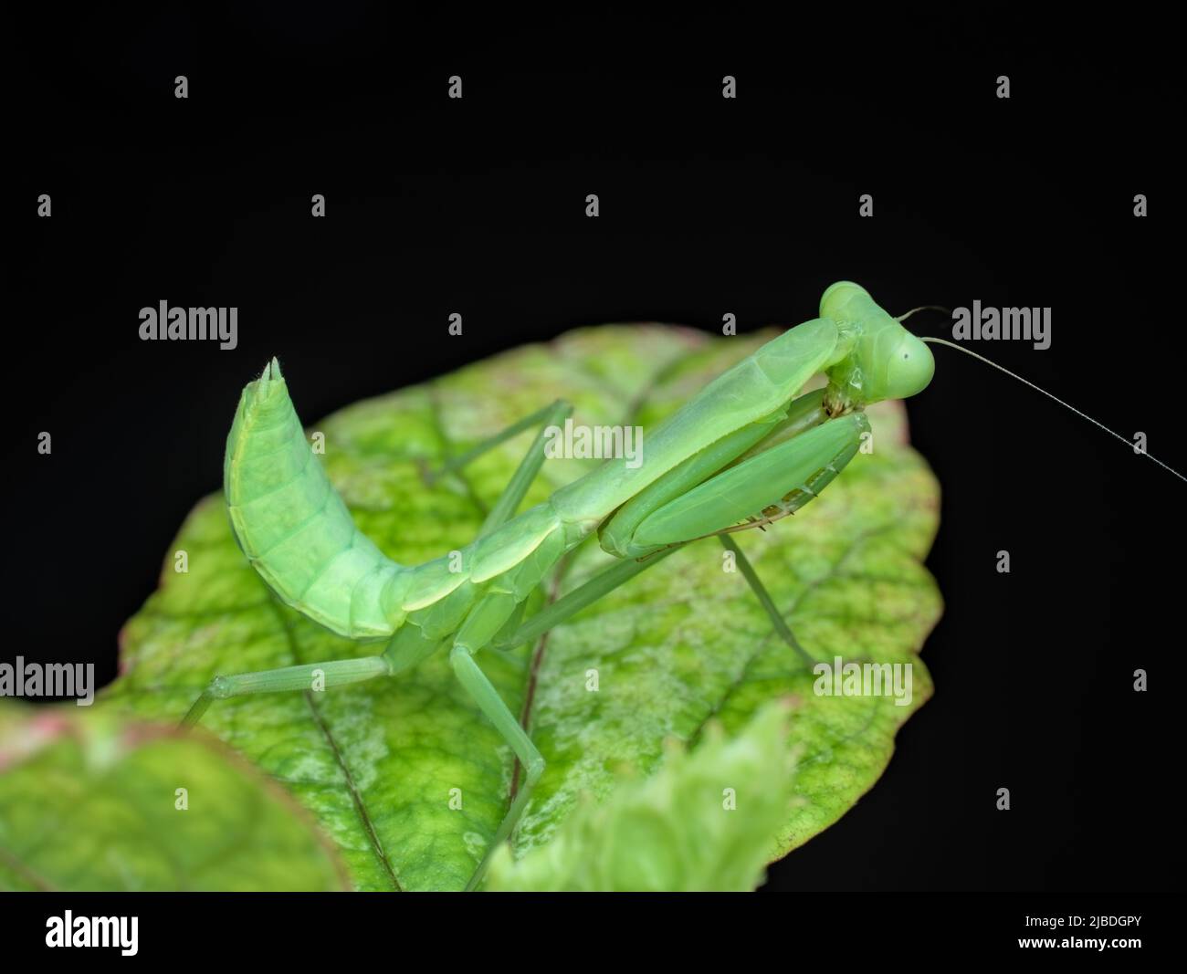 Asian giant mantis hi-res stock photography and images - Alamy