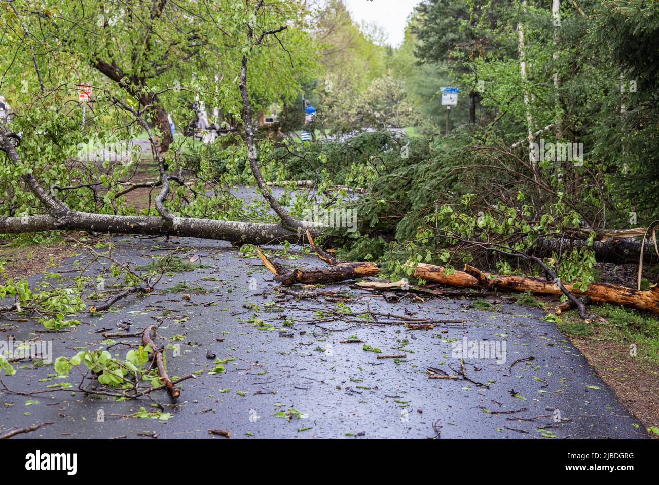 Snapped tree trunks hi-res stock photography and images - Alamy
