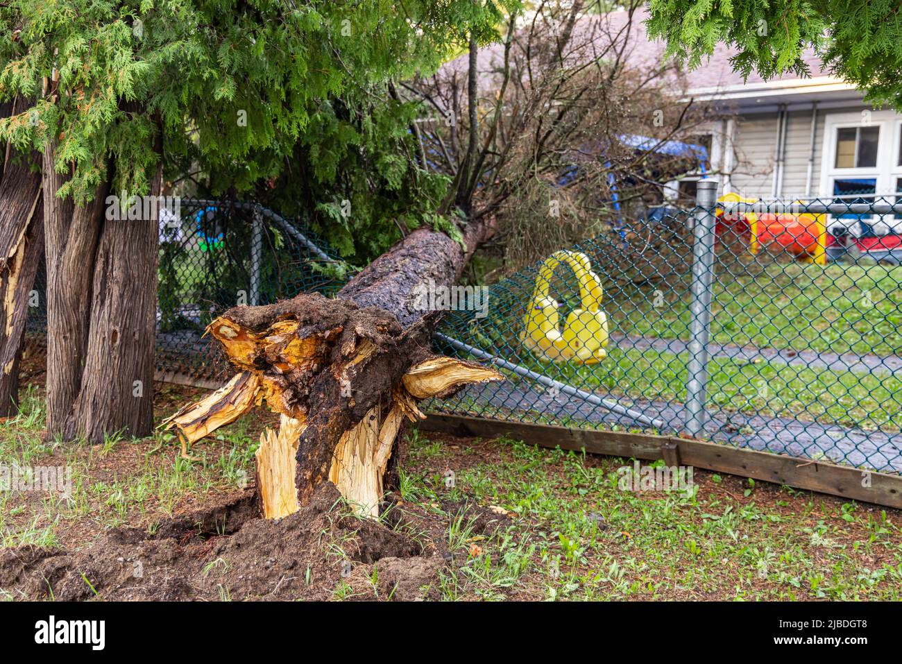 A severed tree is seen lying across a fence and lawn with damaged ...
