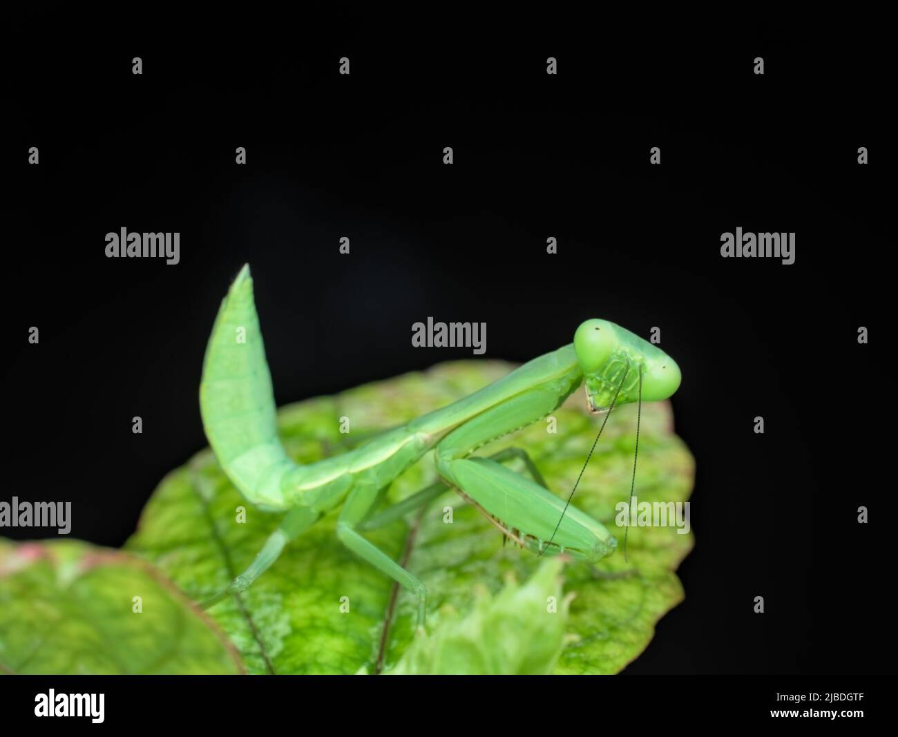Giant asian praying mantis hi-res stock photography and images - Alamy