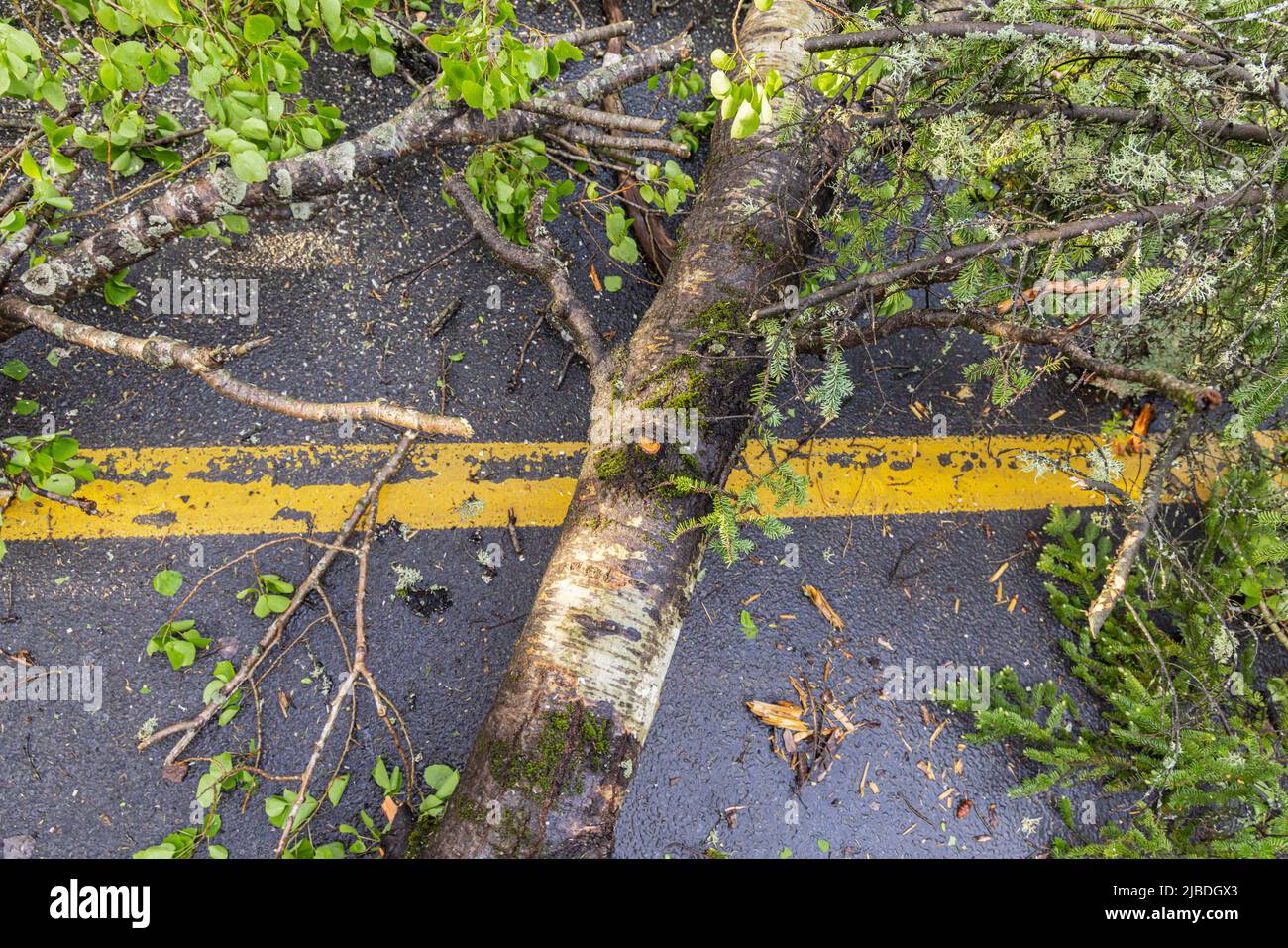Top view of an uprooted tree trunk across the road markings dividing ...