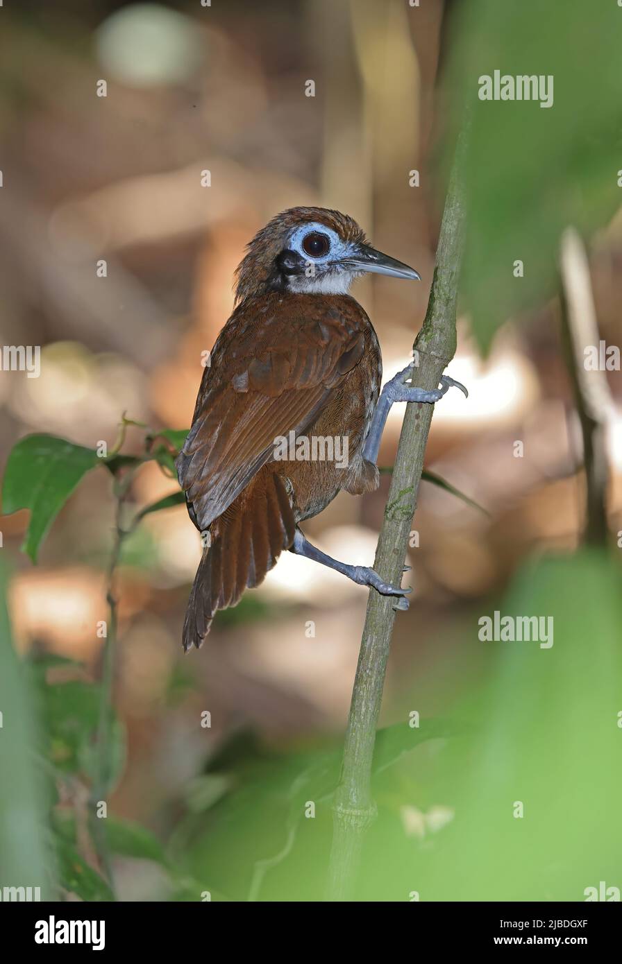 Gymnopithys bicolor hi-res stock photography and images - Alamy