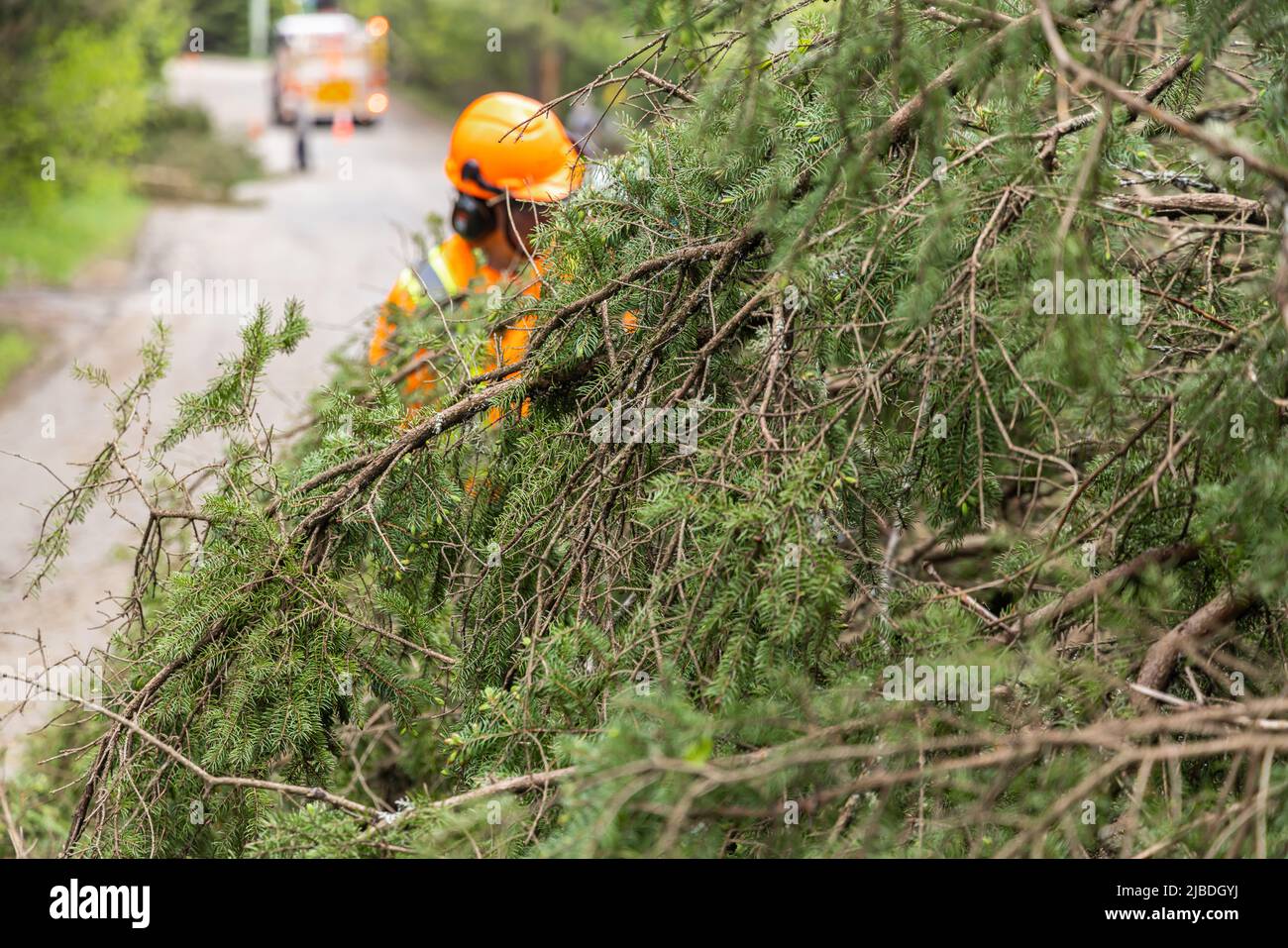Selective focus shot of a fallen tree obstructing highway after ...