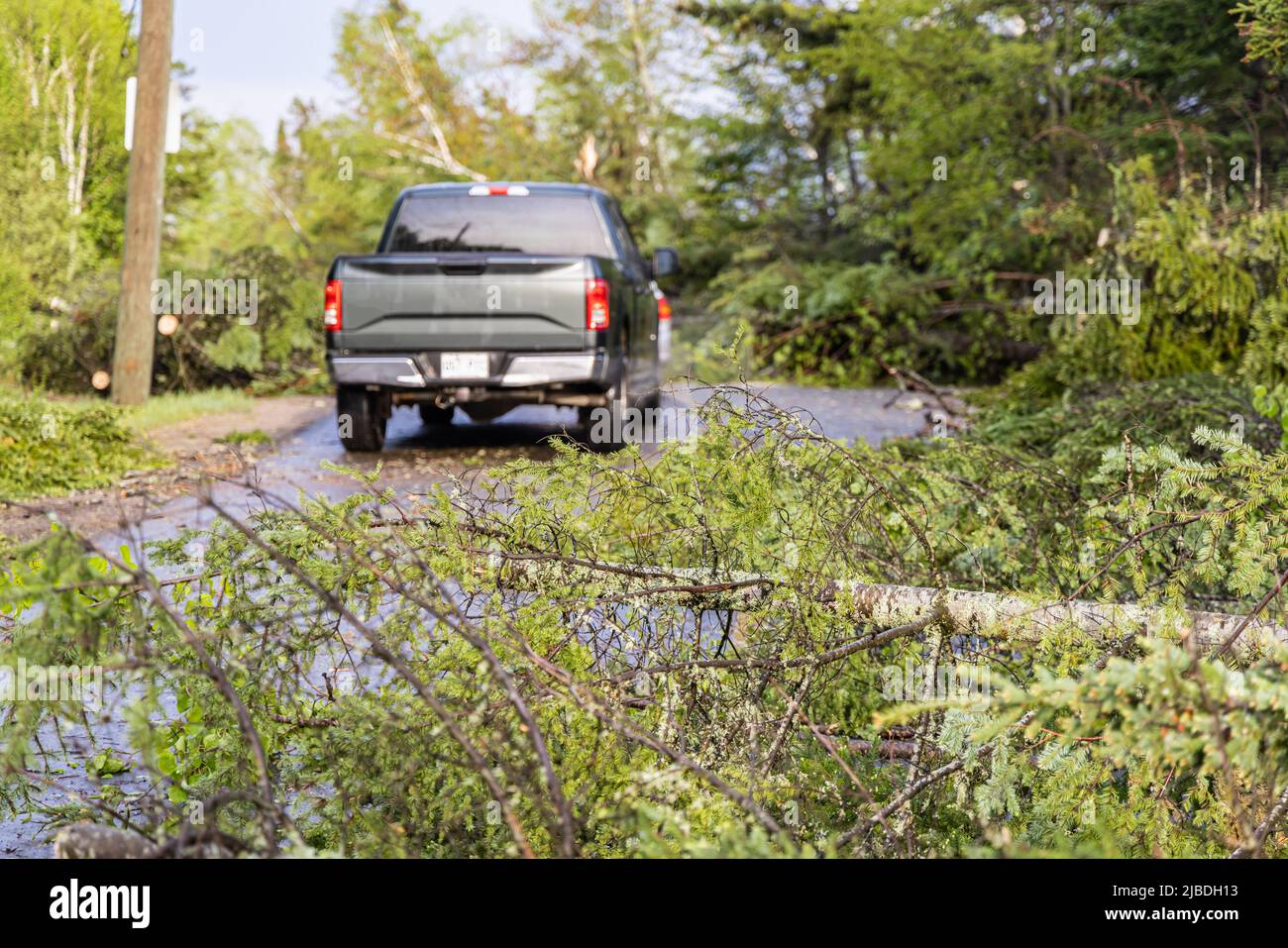 Wind damaged pine tree trunk hi-res stock photography and images - Alamy
