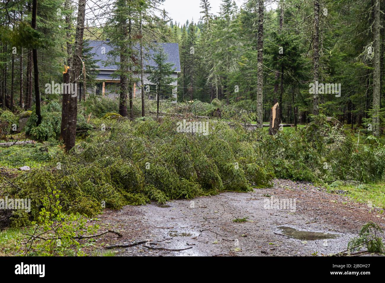 Fallen pine trees and snapped branches are seen obstructing the front ...