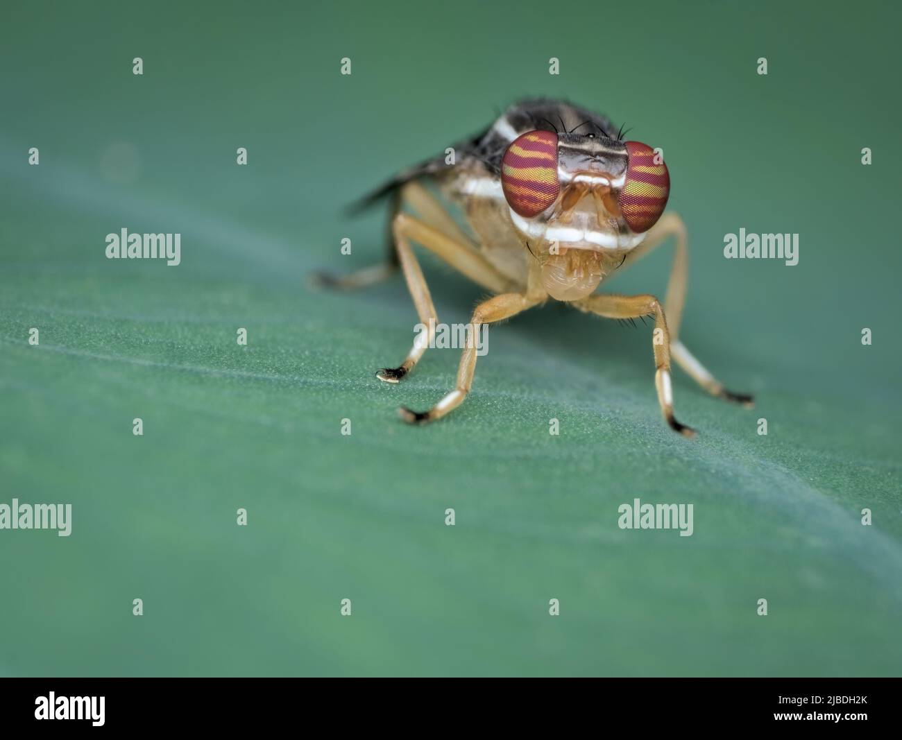Signal fly hi-res stock photography and images - Alamy