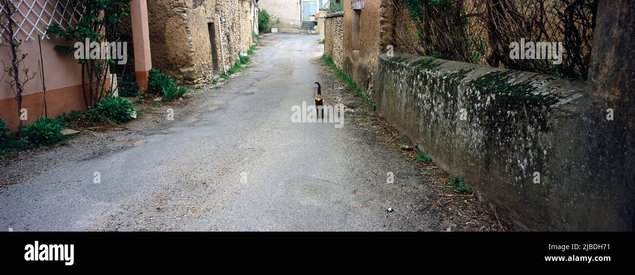 Panoramic shot of Siamese cat walking along the street in past stone ...