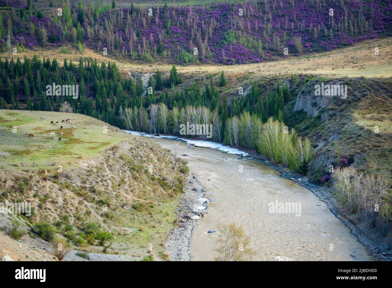 Mountain landscapes with Chui river and spring blooming of pink flowers ...
