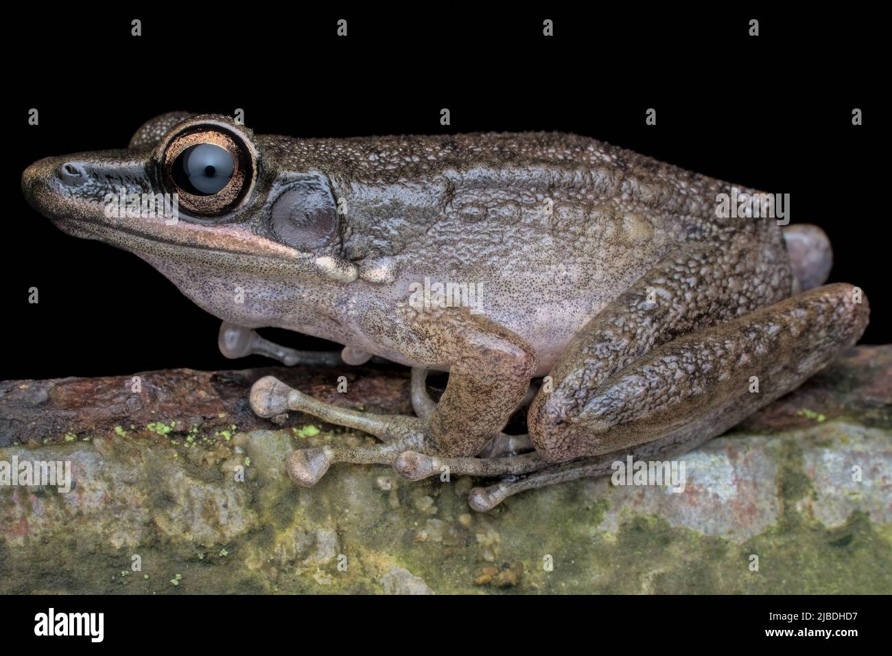 brown frog from west borneo seen from left side Stock Photo - Alamy