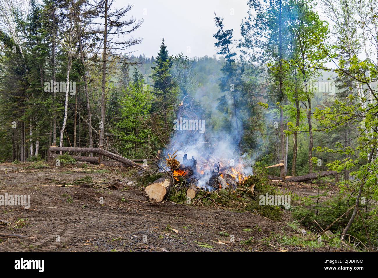 A moderate fire is seen flaming and smoking in a forest clearing ...