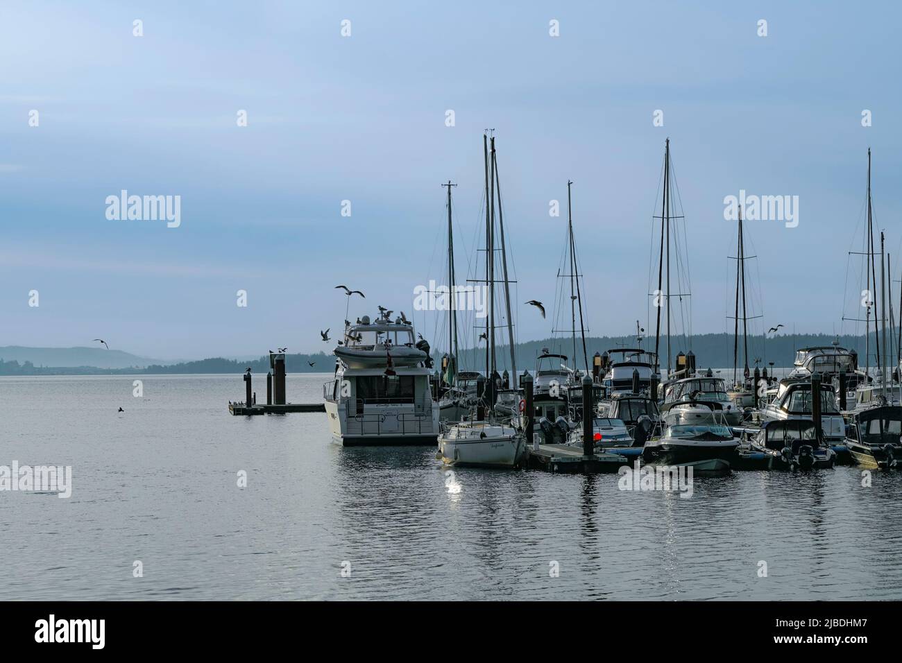 Gulls, marina, Mill Bay, Vancouver Island, British Columbia, Canada ...