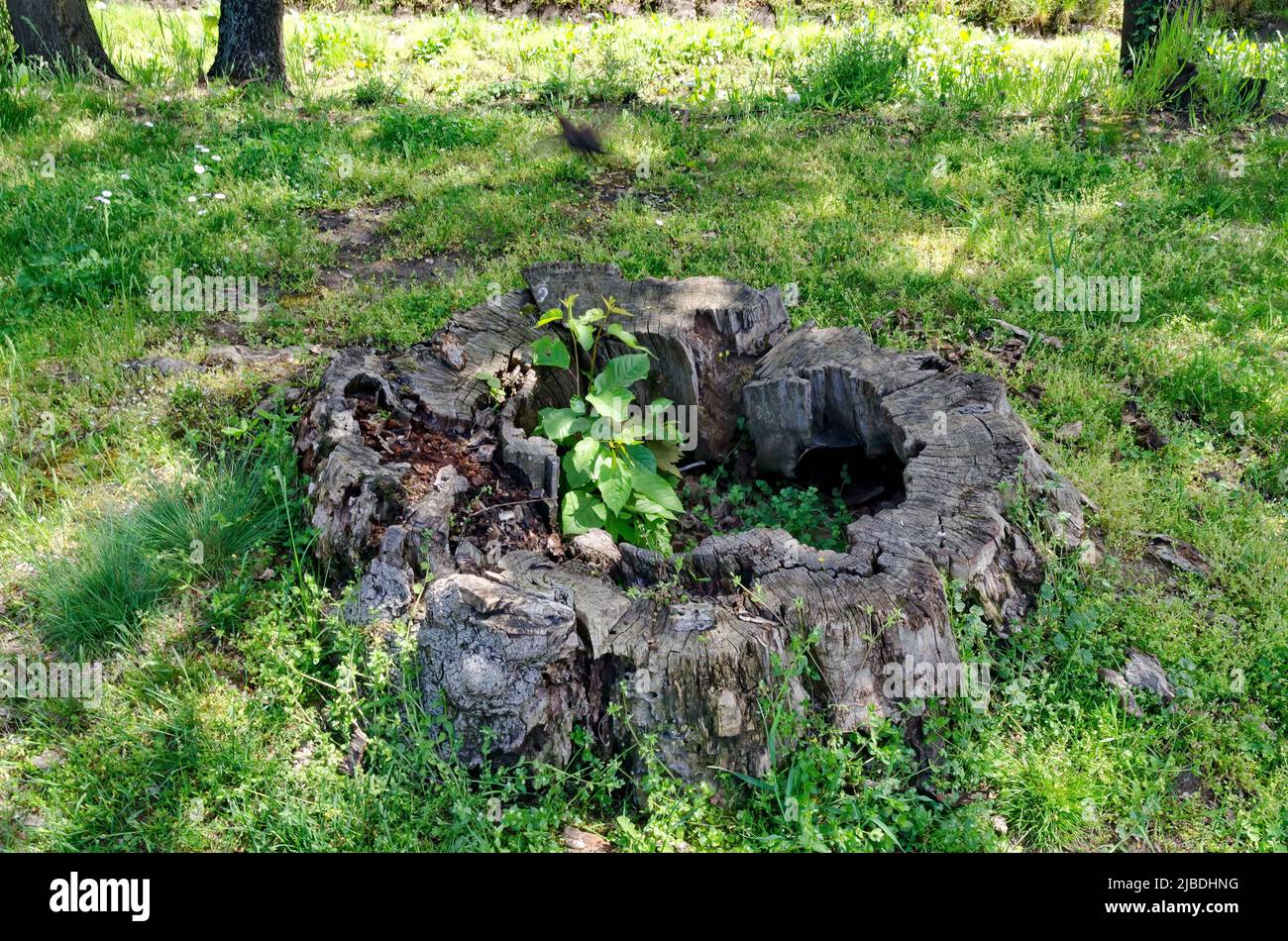 Green young sapling from an old trunk in the natural park, Sofia ...