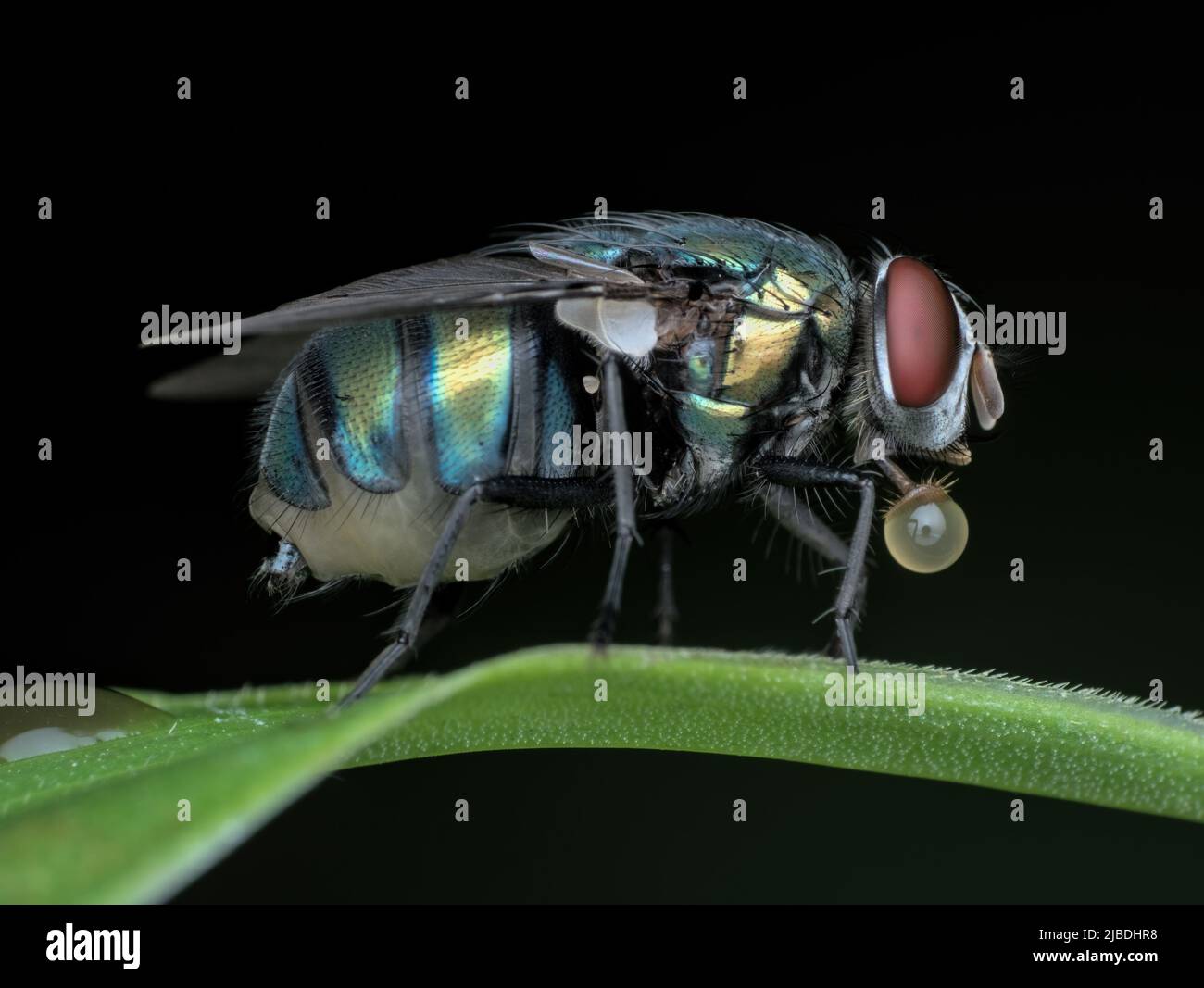 Common green bottle fly on the grass with buble in the mouth Stock ...