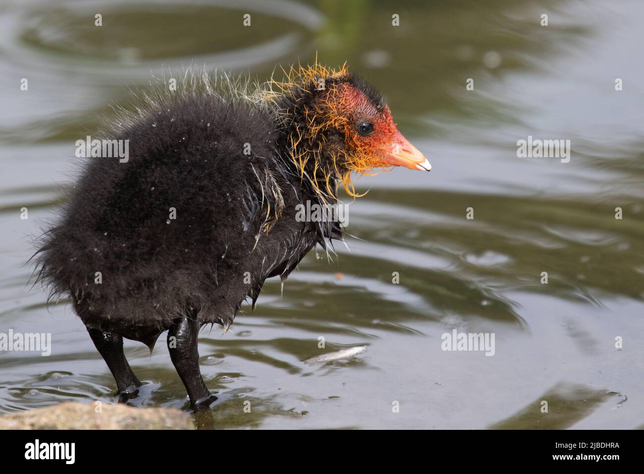 Fuliica atra hi-res stock photography and images - Alamy