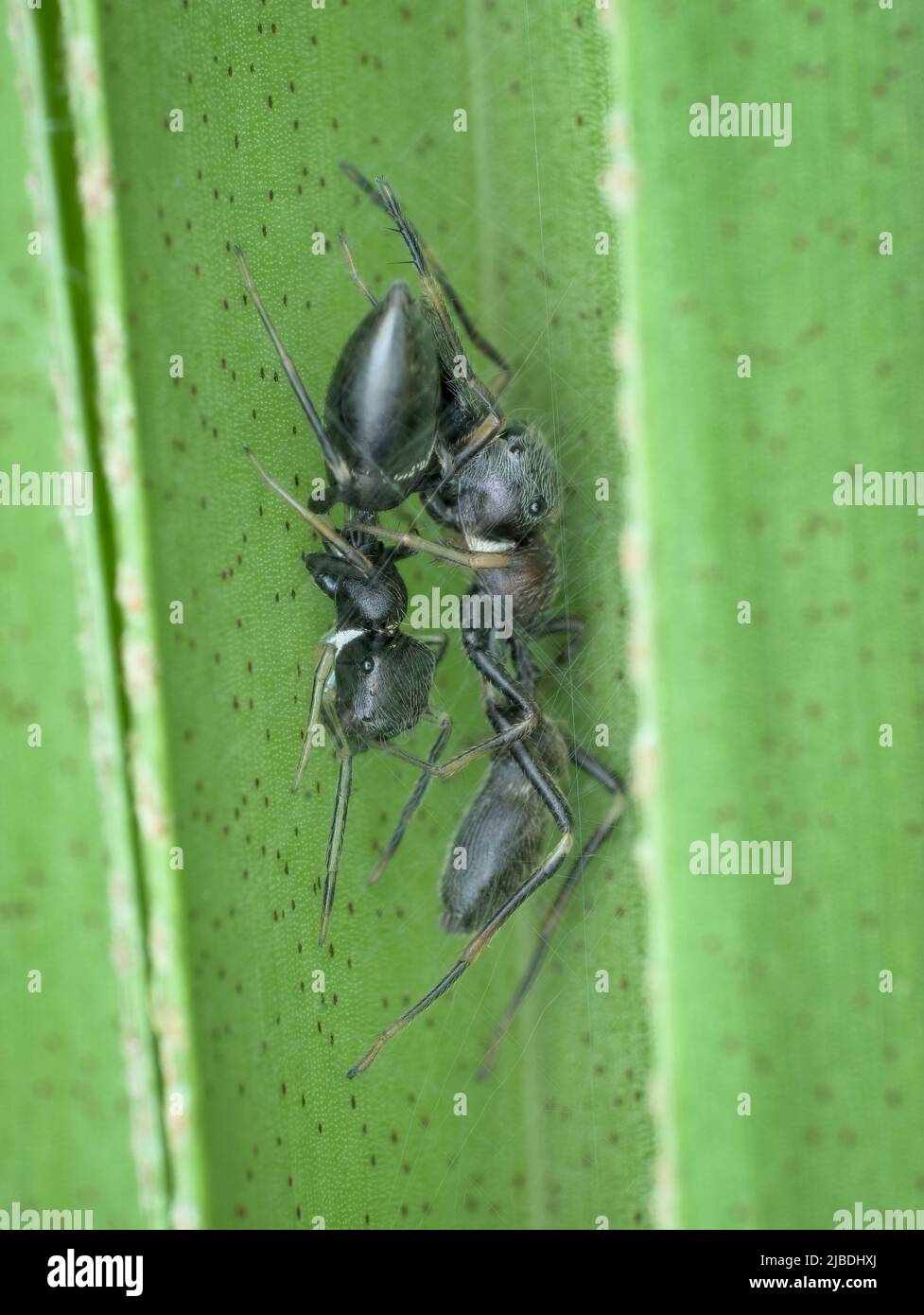 Black ant mimic spider hi-res stock photography and images - Alamy