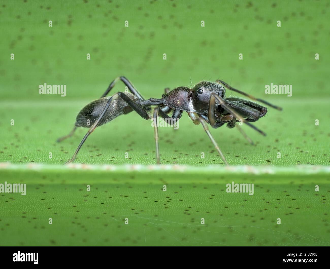 Black ant mimic spider hi-res stock photography and images - Alamy