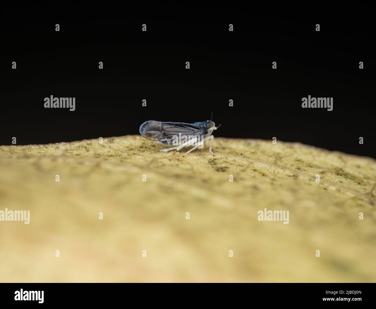 Planthoppers hi-res stock photography and images - Alamy