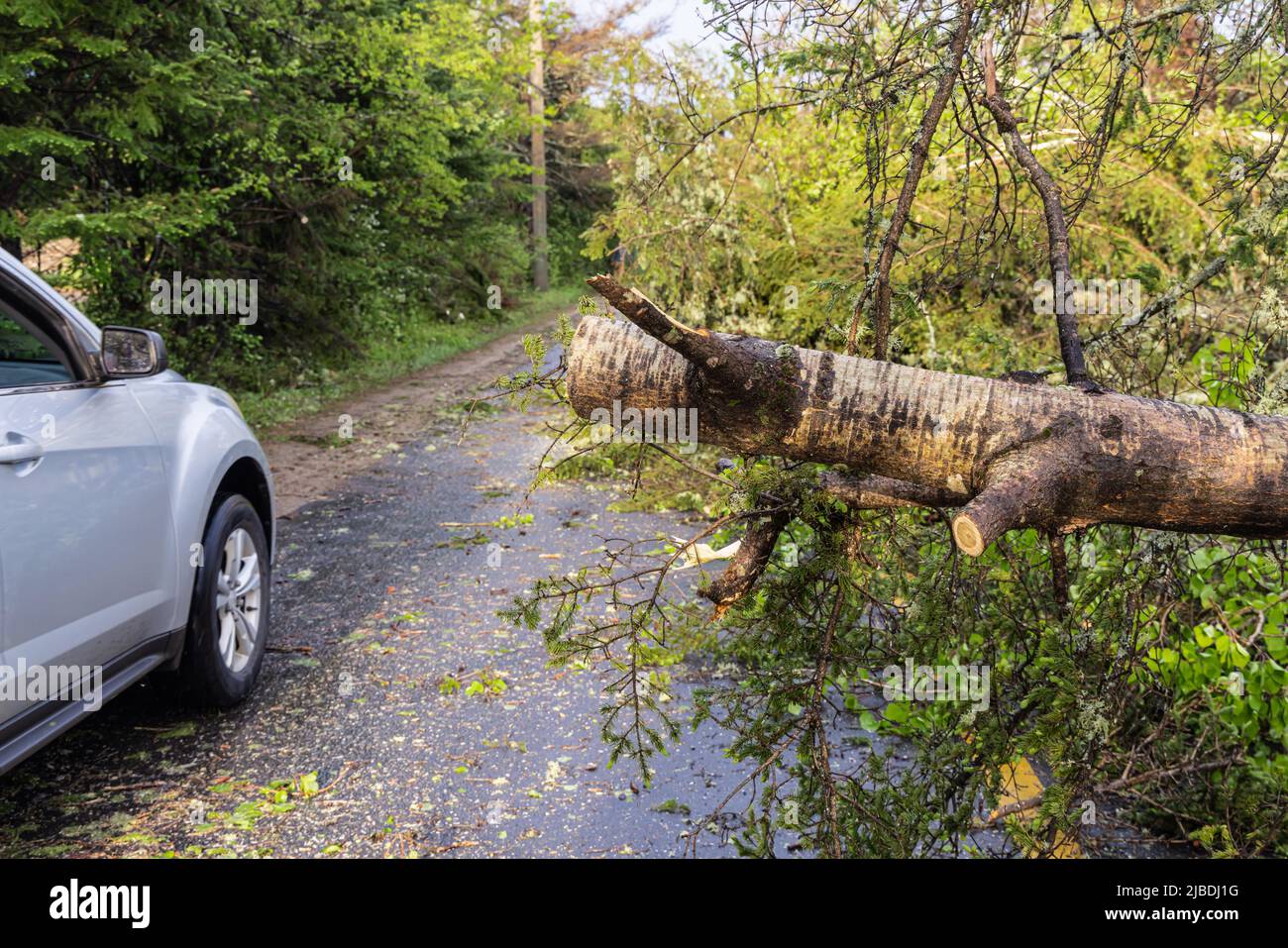 Trunk of a mature tree is seen sticking out into road as car navigates ...