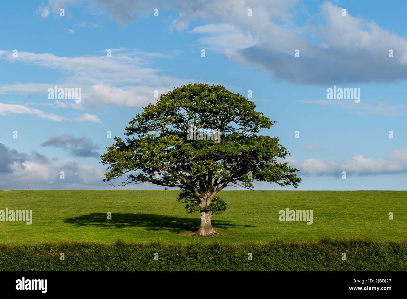 Sussex countryside spring lone tree hi-res stock photography and images ...