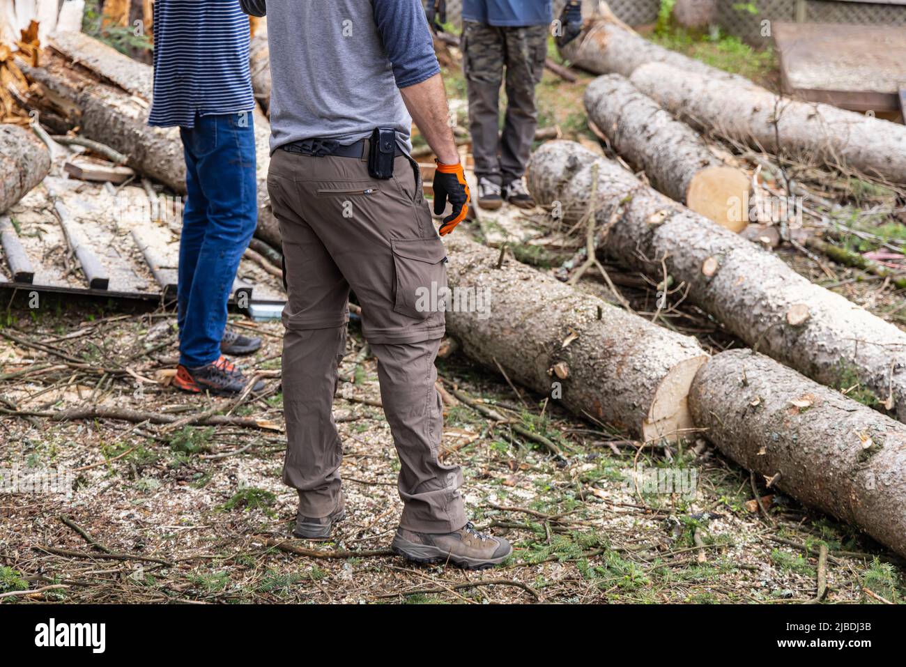 A group of three tree surgeons are seen standing near chopped pine tree ...