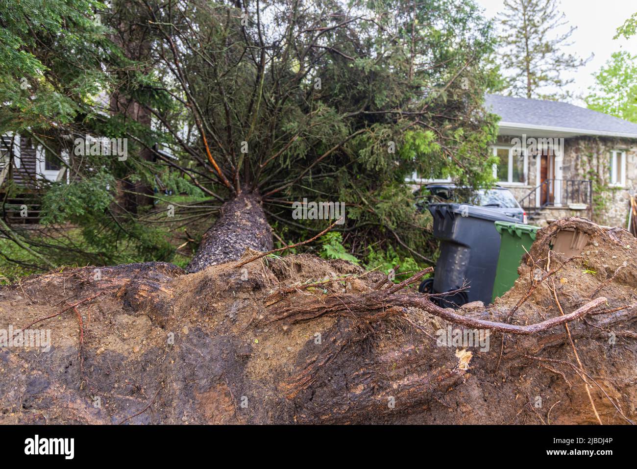 A large pine tree is seen lying flat on front lawn of detached home in ...