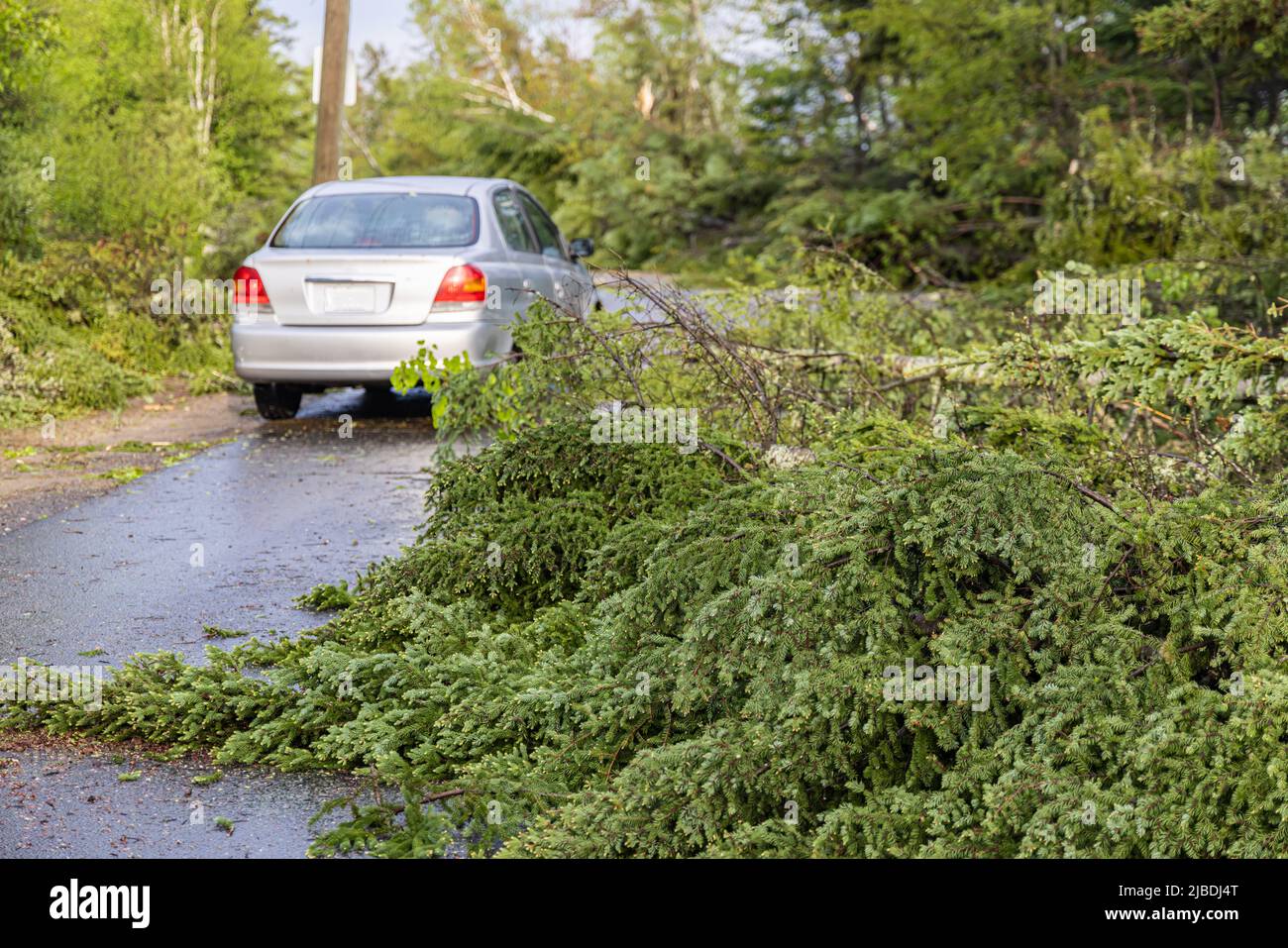 Tree debris is seen blocking highway through woodland with car parked ...